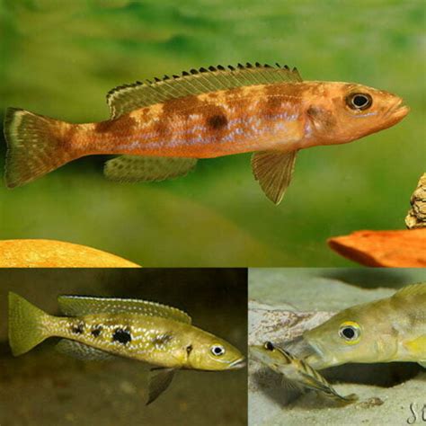 Aquarium Central African Cichlid Peacock Blue Turk Peacock German