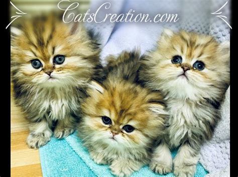 Teacup Kittens For Sale Persian Kittens Florida Doll Face Teacup Kitten Persian Kittens