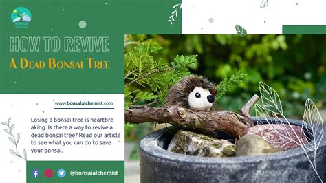 How To Revive A Dead Bonsai Tree Bonsai Alchemist 101