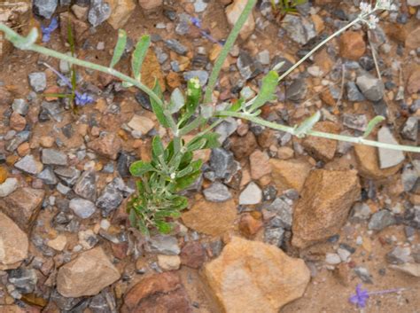 Eriogonum Annuum Annual Buckwheat