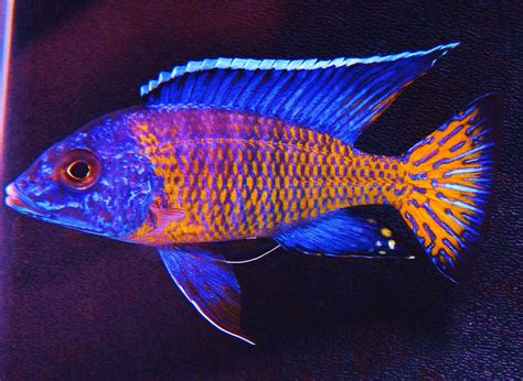 Peacock Cichlid Aulonocara Stuartgranti Photos
