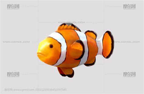 clownfish小丑鱼写实3D模型 鱼类动物模型下载 摩尔网CGMOL