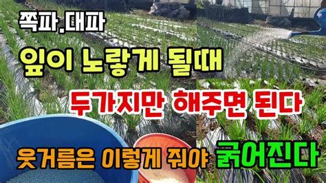 쪽파대파 잎끝이 노랗고 마를때 두가지만 해주면된다 쪽파대파 웃거름추비시기 이렇게 줘야 굵어져요 Youtube