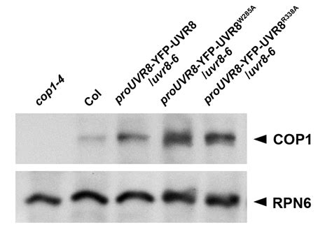Photoactivated Uvr8 Cop1 Module Determines Photomorphogenic Uv B