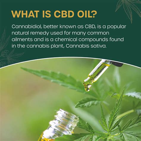 B Calm Cbd Shop Cbd Pet Calming Spray Online