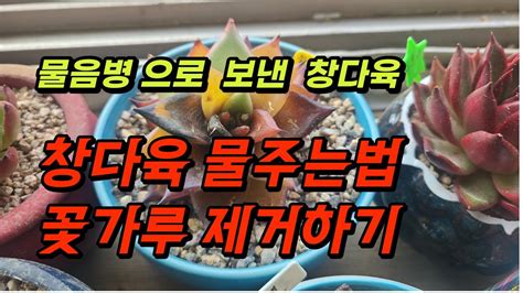 💖용연다육 창다육 물주는법 꽃가루 미세먼지 제거하기💖🔔👍 Youtube