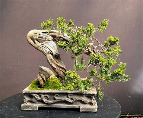 Juniperus Sabina Sabina Juniper Bonsai Bonsai4me