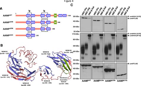 Figure 4 From Interaction Of Angio Associated Migratory Cell Protein