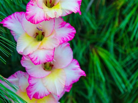 Golden Gladiolus Hour Smithsonian Photo Contest Smithsonian Magazine