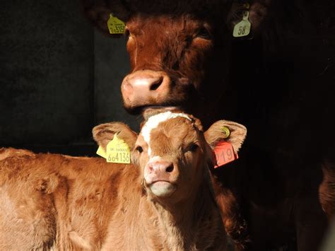 Calving Day 2024 Fgs Agri