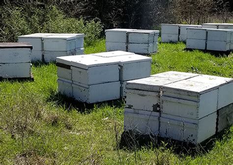 R9 Hive Management Tool Using Temperature As An Indicator For Honey Bee Hive Health R9technology