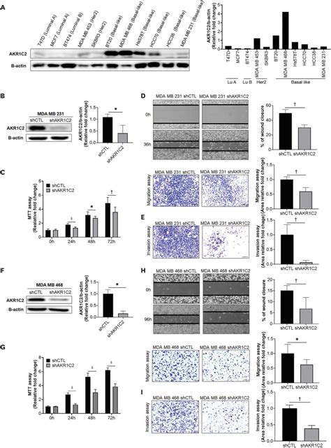 Akr1c2 Promotes Metastasis And Regulates The Molecular Features Of