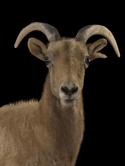 Big Horn Sheep Fighting