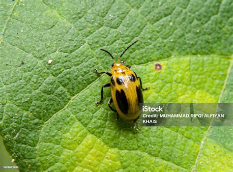 Epilachna Borealis는 뒤쪽에 검은 반점이있는 일종의 노란 딱정벌레입니다 잎에 딱정벌레 대조에 대한 스톡 사진 및