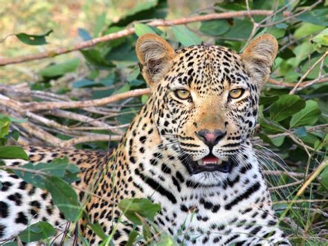 Mysuru Leopard Attack ‘shoot At Sight Is Last Resort Forest Official