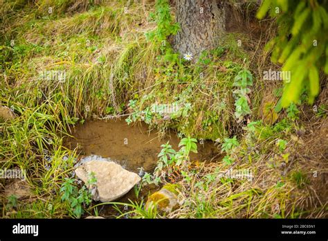A Natural Spring Or Fountain At The Roots Of A Tree Water Coming Out Of The Ground Stock Photo