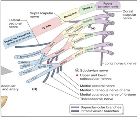 Brachial Plexus Flashcards Quizlet