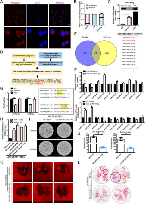 Exosomal LncRNA Mir100hg Derived From Cancer Stem Cells Enhance