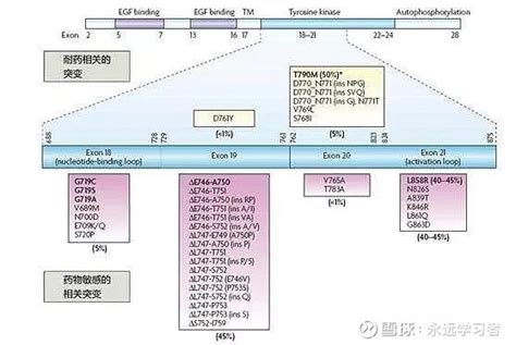 肺癌ALK基因突变的一二三代靶向治疗介绍转发 ALK最早是在间变性大细胞淋巴瘤ALCL 的一个亚型中被发现的因此定名为间变性淋巴瘤激酶anaplasticlym 雪球