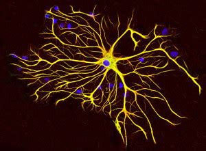 Fantastic Astrocyte Diversity