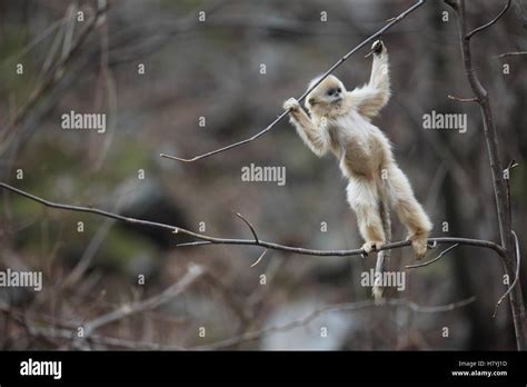 Golden Snub Nosed Monkey Rhinopithecus Roxellana Juvenile Climbing In