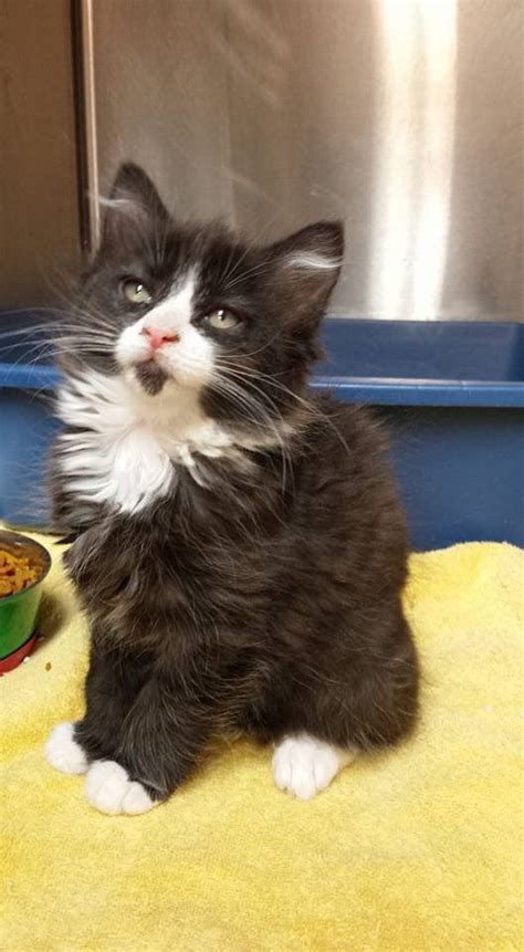 3 Fuzzy Kittens From New London Need Homes New London Ct Patch