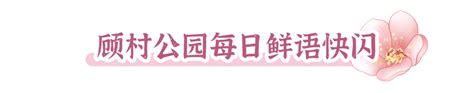 来顾村公园看“巨型奶瓶樱花树”，打卡别样樱花节！ 搜狐大视野 搜狐新闻