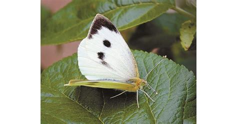 ЗЕМЕДЕЛИЕ НА БЪДЕЩЕТО Лазерен терминатор срещу вредители е тестван върху гъсеници на зелева