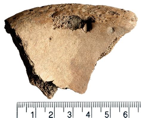 Gladiator Likely Faced Off With A Lion Bite Marks On Skeleton Suggest Cnn