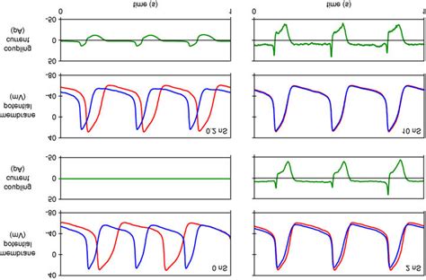 Mutual Synchronization Of Two Single Isolated Rabbit Sinoatrial Node
