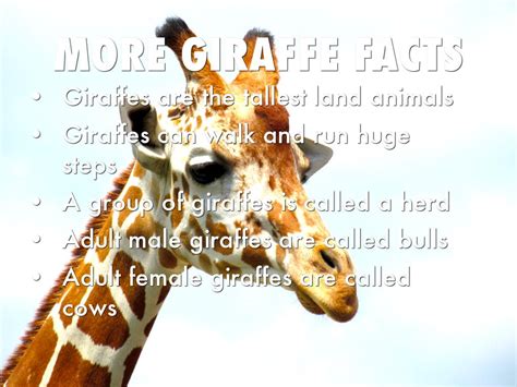 Giraffes By Layla Ortiz