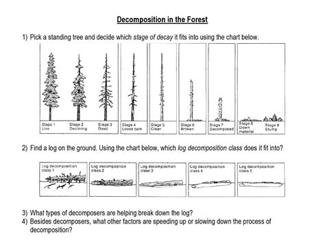 an activity sheet to learn about stages of tree decomposition and look