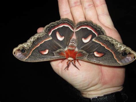 Cecropia Moth These Large Native Silk Moths Only Live For A Short