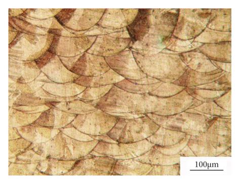 Morphology Of The Molten Pool Perpendicular To The Laser Scanning Download Scientific Diagram