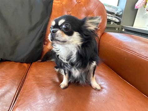 장모치와와 사랑이 보더콜리분양가격 프렌치불독분양가격 빠삐용분양가격 파피용분양가격 사모예드분양가격 스피츠분양가격 시바견분양가격 시베리안허스키분양가격 시츄분양가격 요크셔테리어