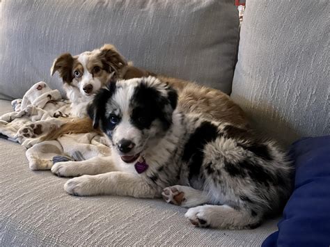 Double Trouble Scrolller