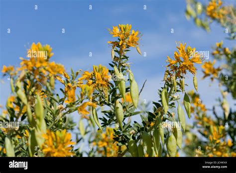 Kalifornien Einheimische Blumen Fotos Und Bildmaterial In Hoher
