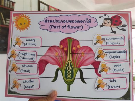 กระดานแม่เหล็กส่วนประกอบของดอกไม้ บ้านสื่อการสอนครูแก้ว