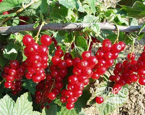 Смородина красная Рондом - Смородина красная и белая - Саженцы роз ...