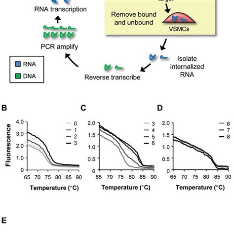Cell Internalization Selex Systematic Evolution Of Ligands By