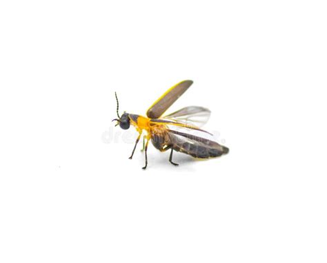 Photinus Collustrans A Firefly Or Fire Fly Lightning Bug Glowworm