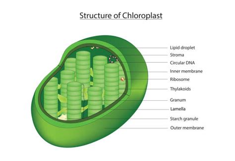 60 Nucleoid Ilustrasi Grafik Vektor And Clip Art Bebas Royalti Terbaik