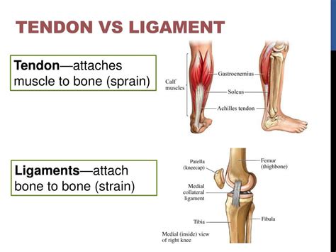 Tendon Vs Ligament Differences And Similarities Diffe