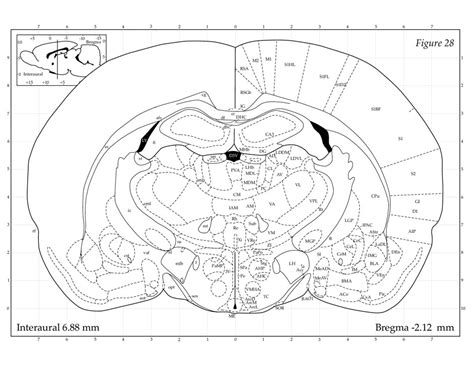 Rat Brain Atlas