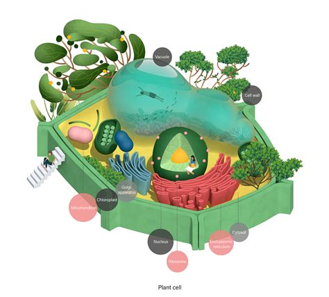 Photosynthesis Behance