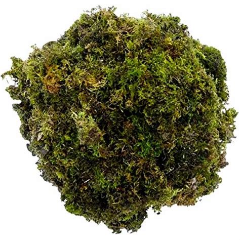 Green Preserved Moss Grass For Decoration At ₹ 4860sq Ft In Lucknow