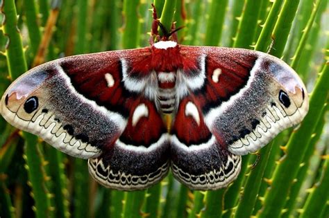 He Is A Cecropia Moth With A Wingspan Of 5 To 6 Inches The Cecropia Moth Is The Largest North