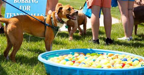 Bobbing For Tennis Balls