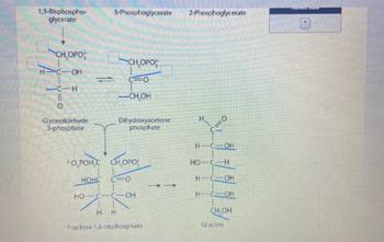 Answered Trace The Pathway Of C Bicarbonate Through Gluconeogenesis