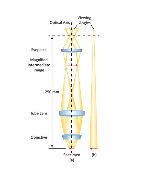 From Photons To Electrons Optical And Electron Microscopy